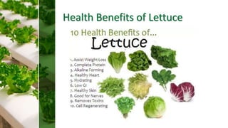 Lettuce | PPTX