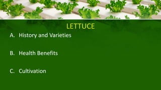Lettuce | PPTX