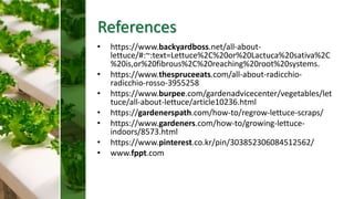 Lettuce | PPTX