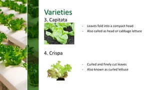 Lettuce | PPTX