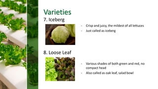 Lettuce | PPTX