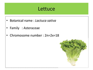 Production technology of Lettuce | PPTX