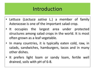 Production technology of Lettuce | PPTX