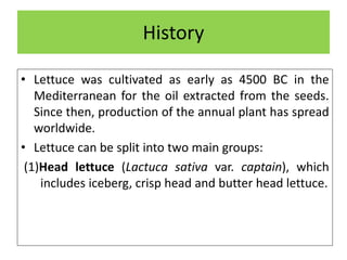 Production technology of Lettuce | PPTX