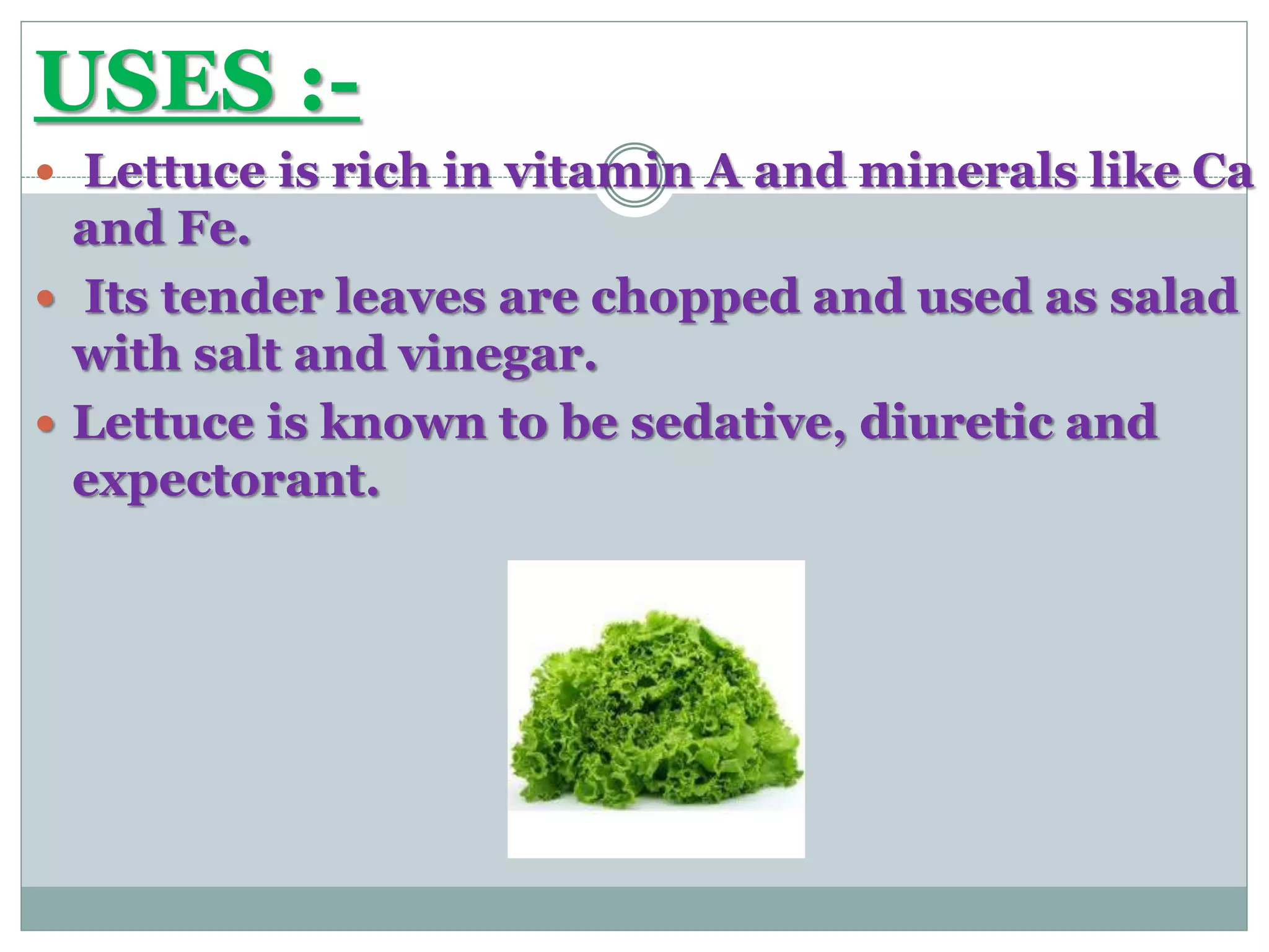 BOTANICAL DESCRIPTION AND CULTIVATION of LETTUCE . production ...
