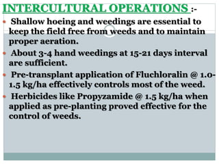 BOTANICAL DESCRIPTION AND CULTIVATION of LETTUCE . production ...