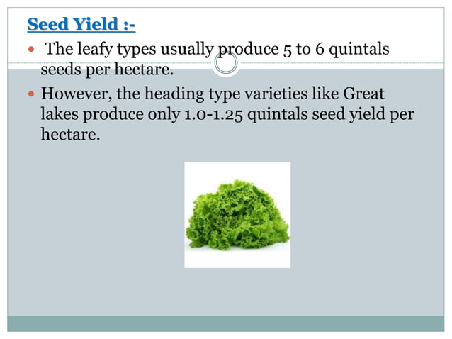 BOTANICAL DESCRIPTION AND CULTIVATION of LETTUCE . production ...