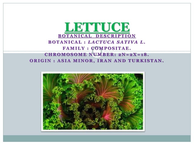 BOTANICAL DESCRIPTION AND CULTIVATION of LETTUCE . production ...
