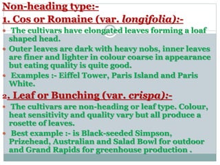BOTANICAL DESCRIPTION AND CULTIVATION of LETTUCE . production ...
