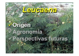 Leucaena leucocephala | PDF