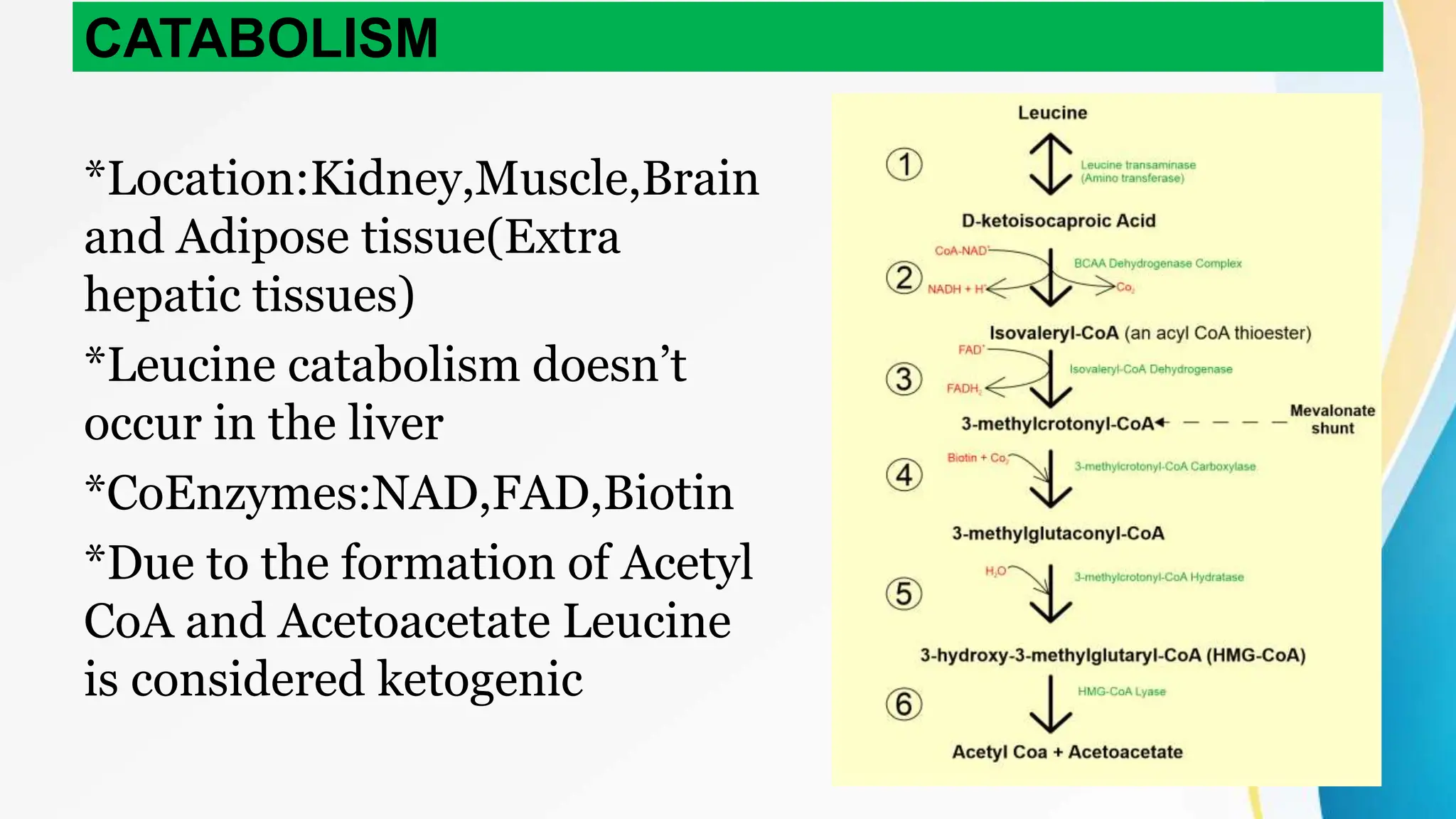 LEUCINE METABOLISM | PPTX