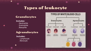 Differential Leukocyte count and function | PPTX