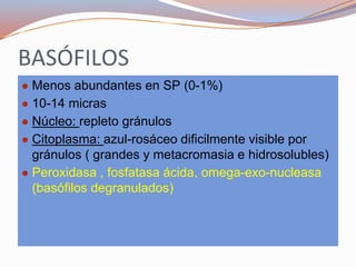 Leucocitos.morfología y fisiología | PPTX