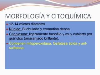 Leucocitos.morfología y fisiología | PPTX