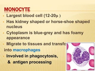 Leucocytes | PPTX