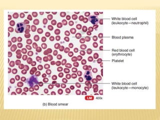 Leucocytes | PPTX