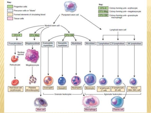 Leucocytes