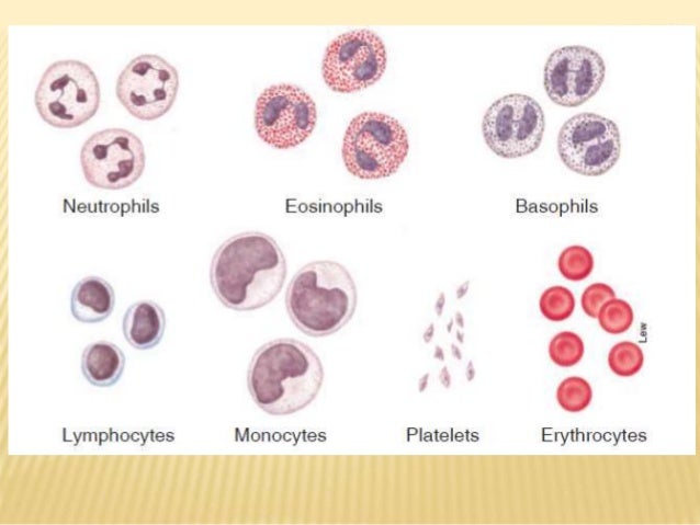 Leucocytes