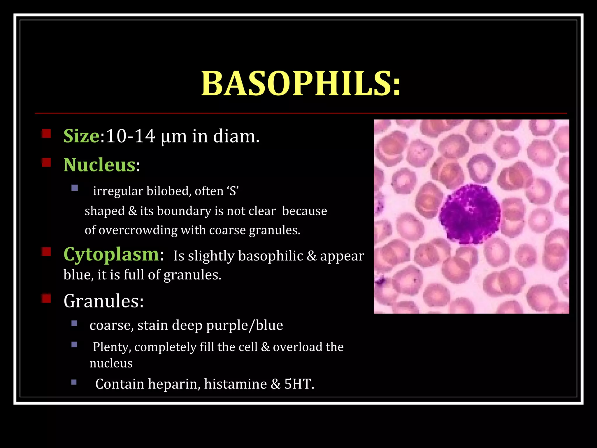 LEUCOCYTES | PPT