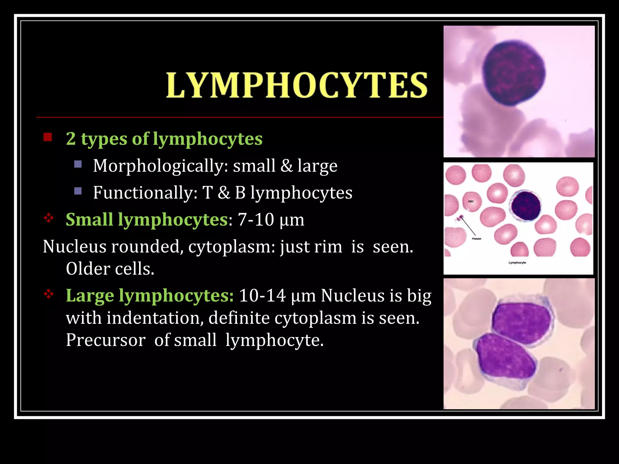 LEUCOCYTES | PPT