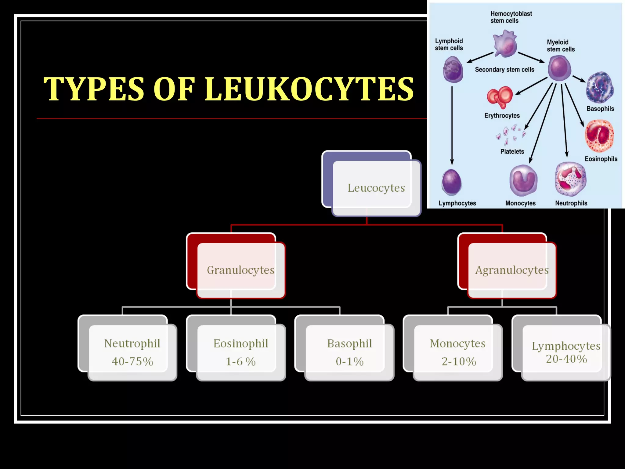LEUCOCYTES | PPT