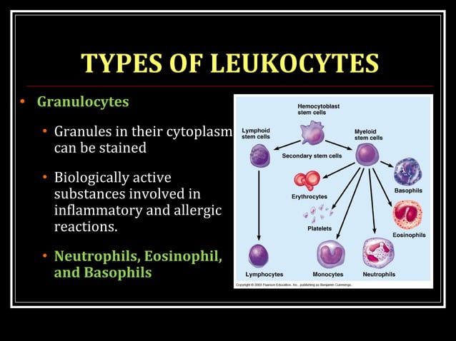 LEUCOCYTES