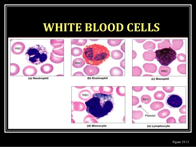 LEUCOCYTES