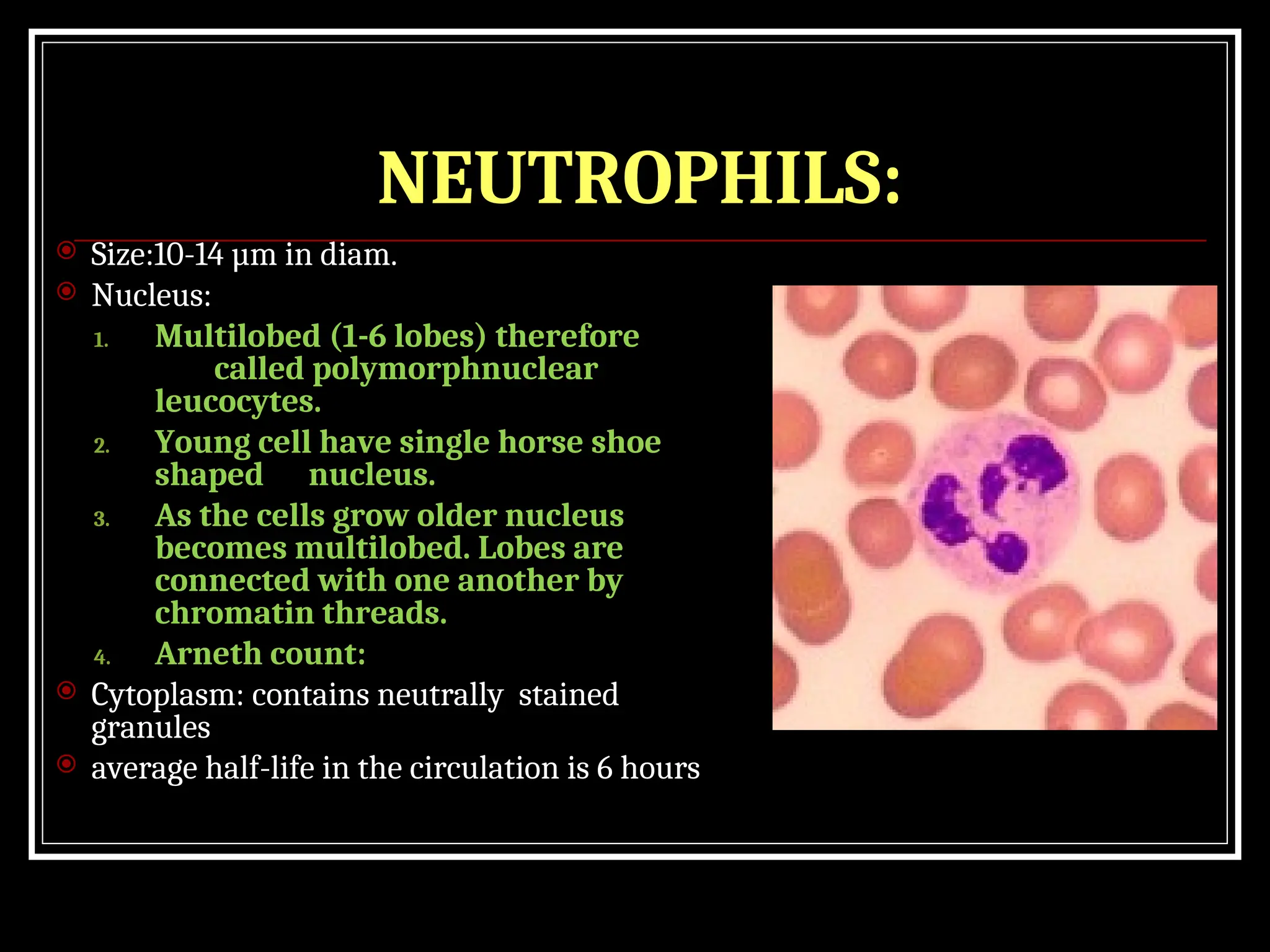 leucocytes or white blood cells. leucopoesis & variations in count | PPT