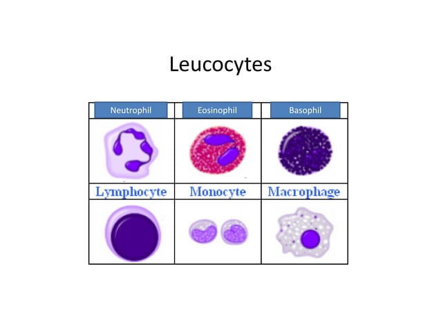 Leucocytes | PPT