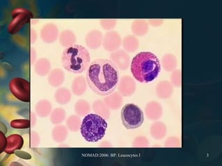 Leucocytes Physiology by Dr.M.Anthony David MD | PPT