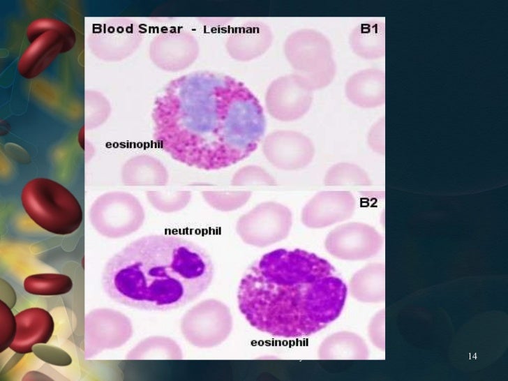 Leucocytes Physiology by Dr.M.Anthony David MD