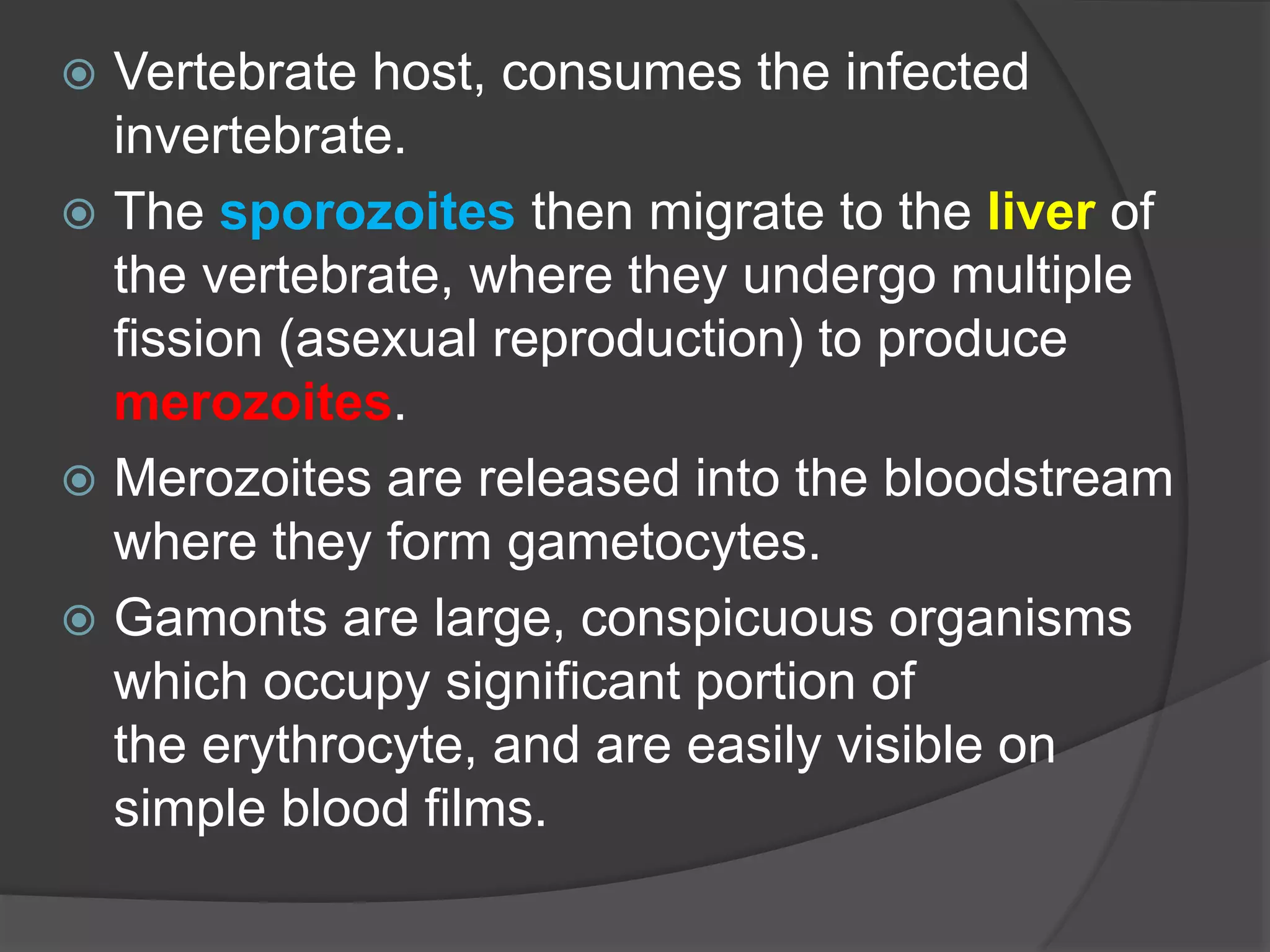 Leucocytozoon & Hepatozoon | PPTX