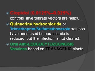Leucocytozoon & Hepatozoon | PPTX | Infectious Diseases | Diseases and ...
