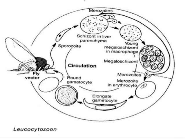 Leucocytozoon & Hepatozoon