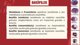 Leucograma Hematologia Básica , estudo das células brancas | PDF
