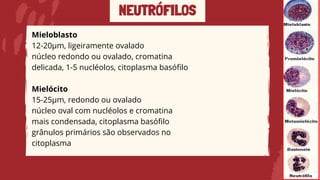 Leucograma Hematologia Básica , estudo das células brancas | PDF