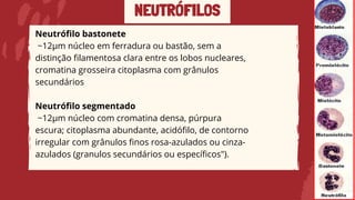 Leucograma Hematologia Básica , estudo das células brancas | PDF