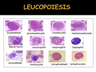Metamyelocyte Vs Monocyte
