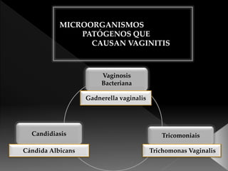 Leucorrea | PPTX