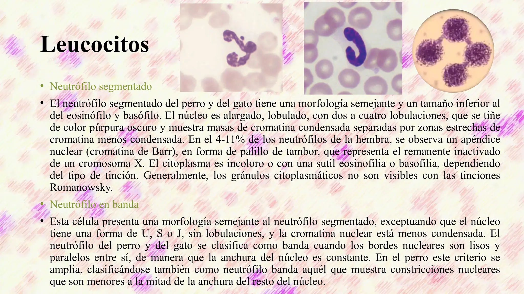 LEUCOITOS EVALUACION DE LEUCOCITOS EN LA SANGRE | PPTX