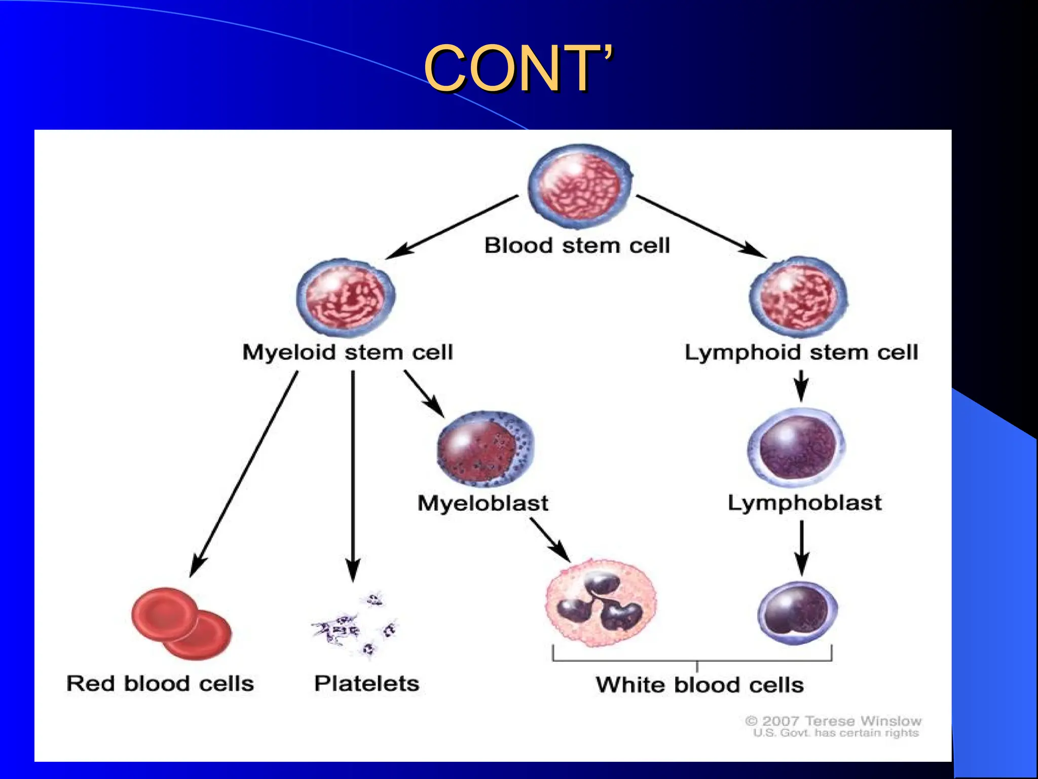 LEUKAEMIA and TYPES OF LEUKEMA ACUTE AND CHRONIC | PPT