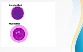 Lymphoblast Vs Myeloblast