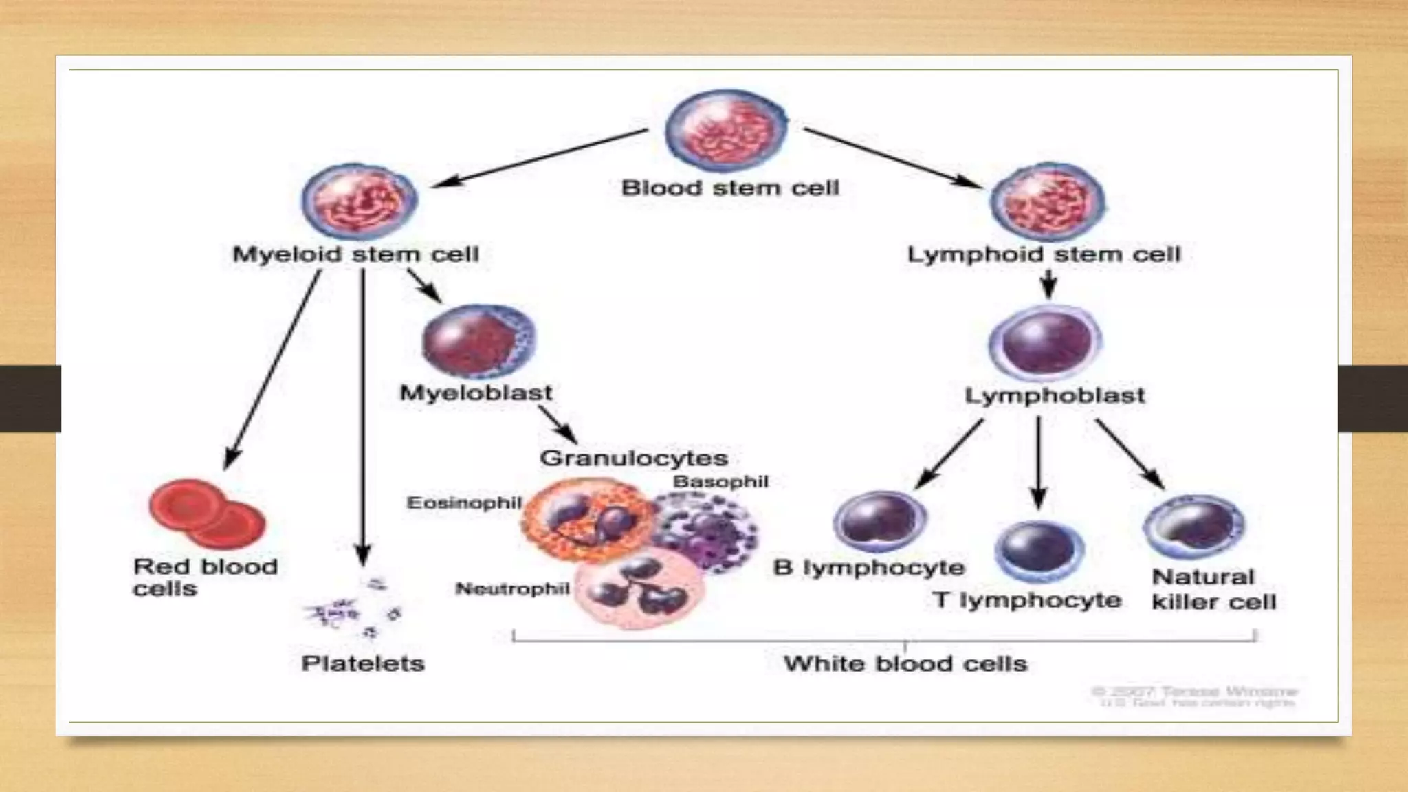Leukemia (blood cancer) presentation | PPTX