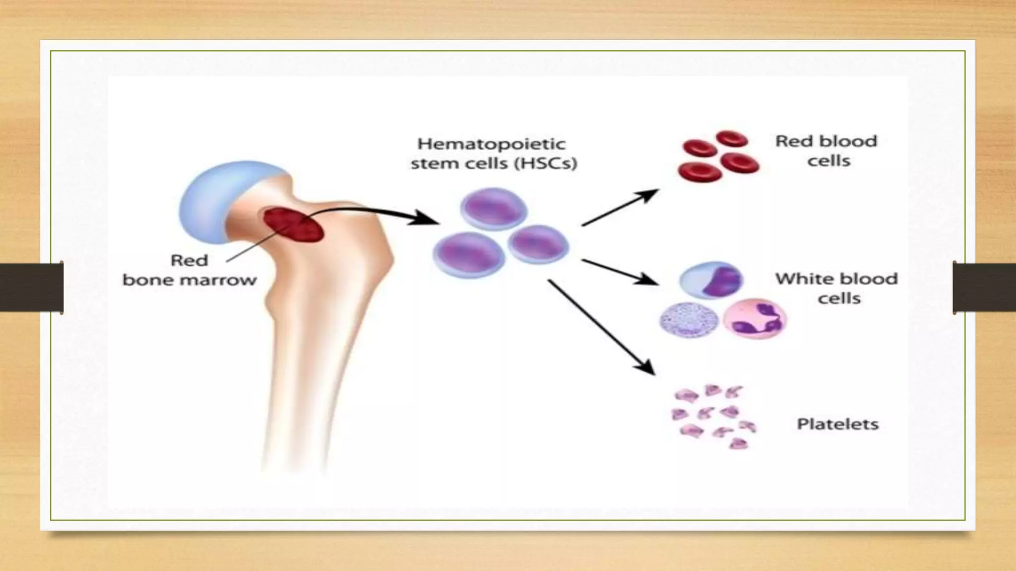 Leukemia (blood cancer) presentation | PPTX