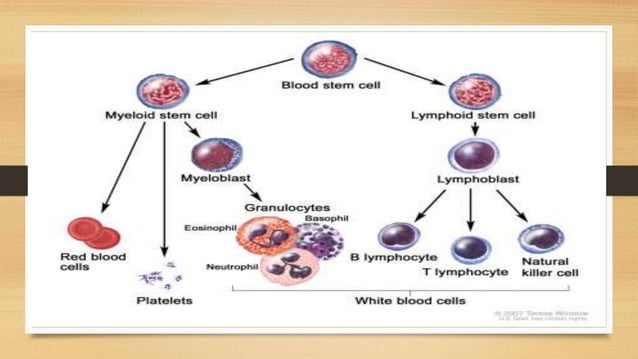 Leukemia (blood cancer) presentation | PPTX | Blood Disorders ...