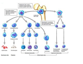 leukemia disease Cancer of wahit blood cells | PPT