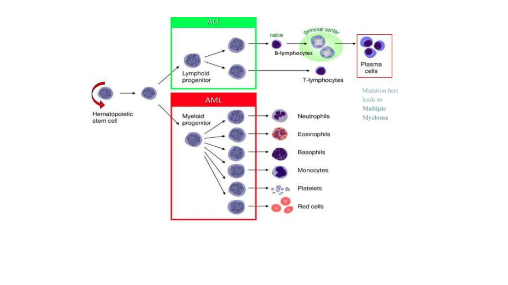 LEUKEMIALeukemia, historic perspective, etiology, risk factors ...