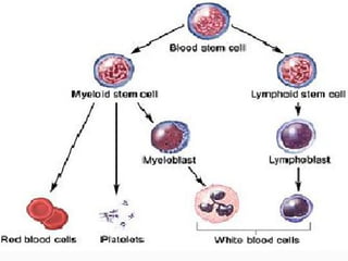 Nursing management of a patient with leukemia | PPTX