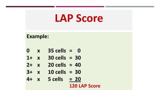 Leukocyte Alkaline Phosphatase Stain | PDF