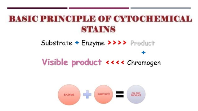 Leukocyte Alkaline Phosphatase Stain